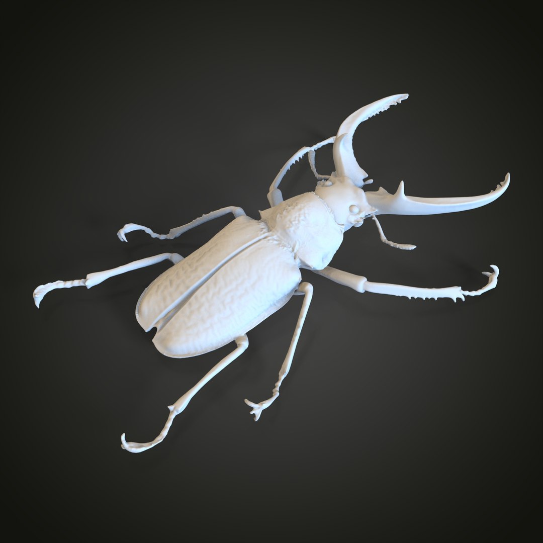 Stag Beetle 3D Model - TurboSquid 1870764