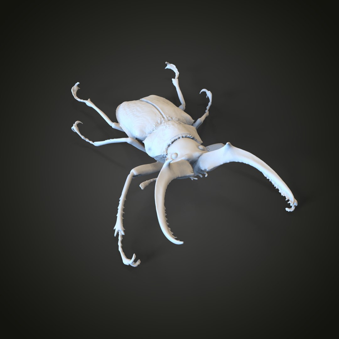 Stag Beetle 3D Model - TurboSquid 1870764