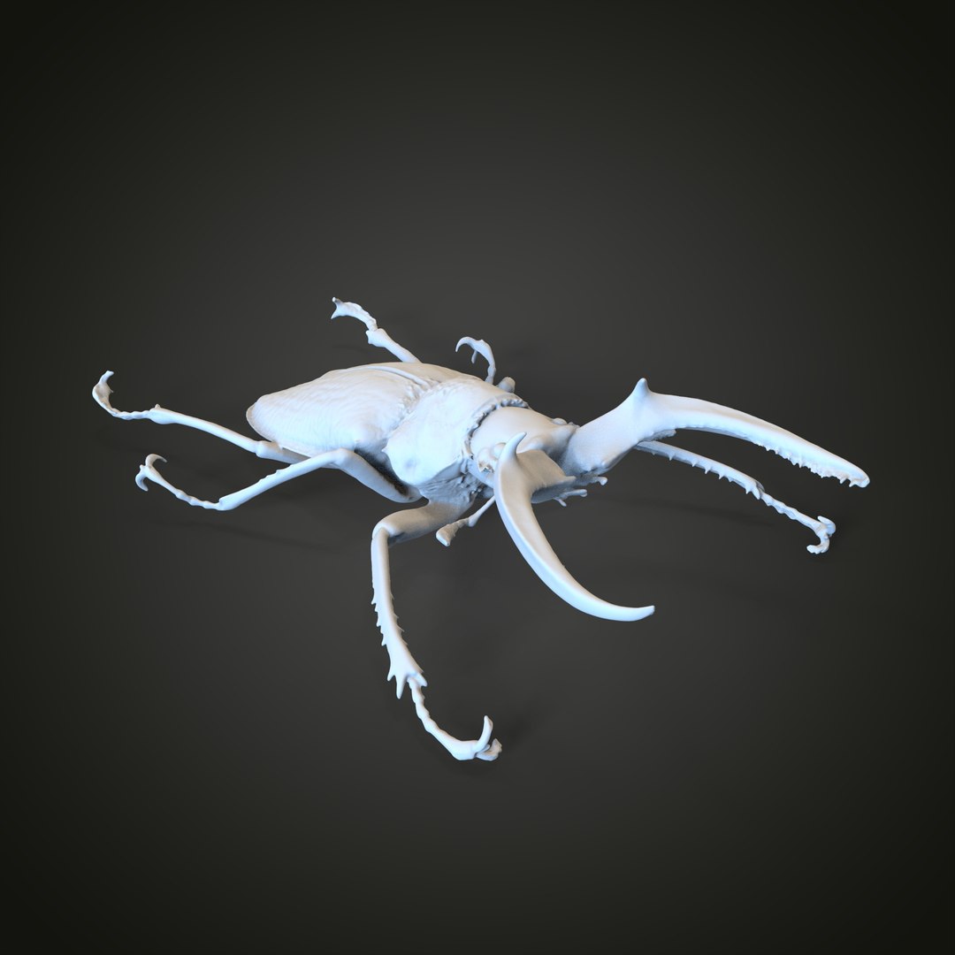Stag Beetle 3D Model - TurboSquid 1870764