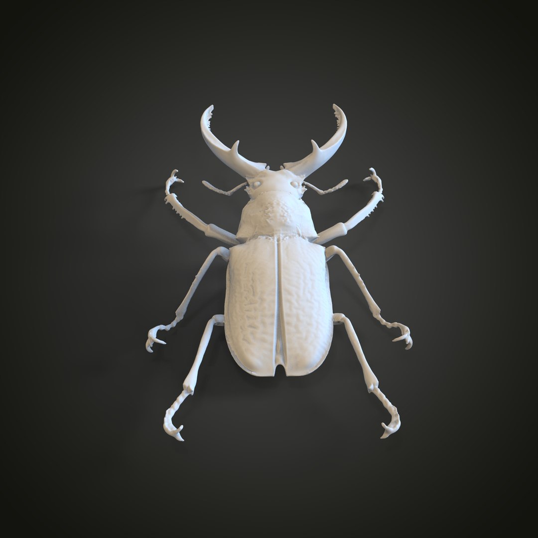 Stag Beetle 3D Model - TurboSquid 1870764