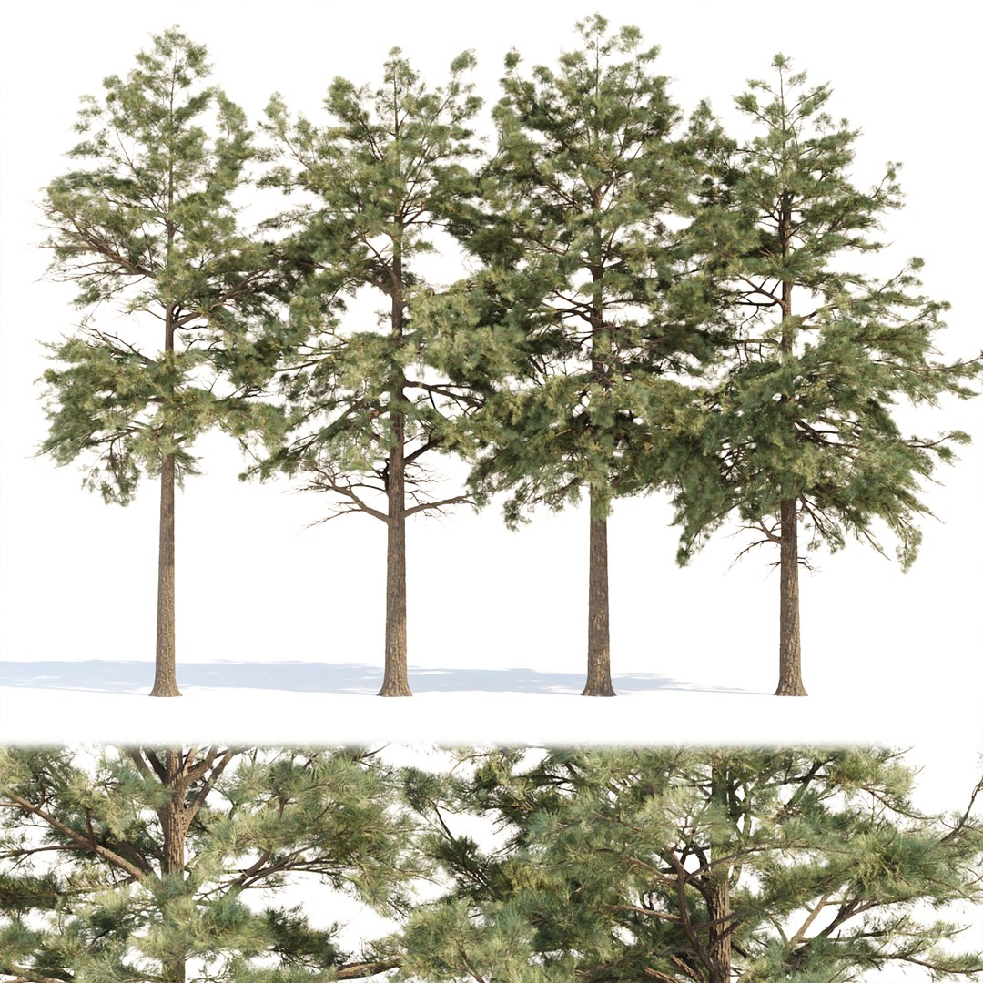 Conifer Trees Collection Vol 130 3D - TurboSquid 1981403