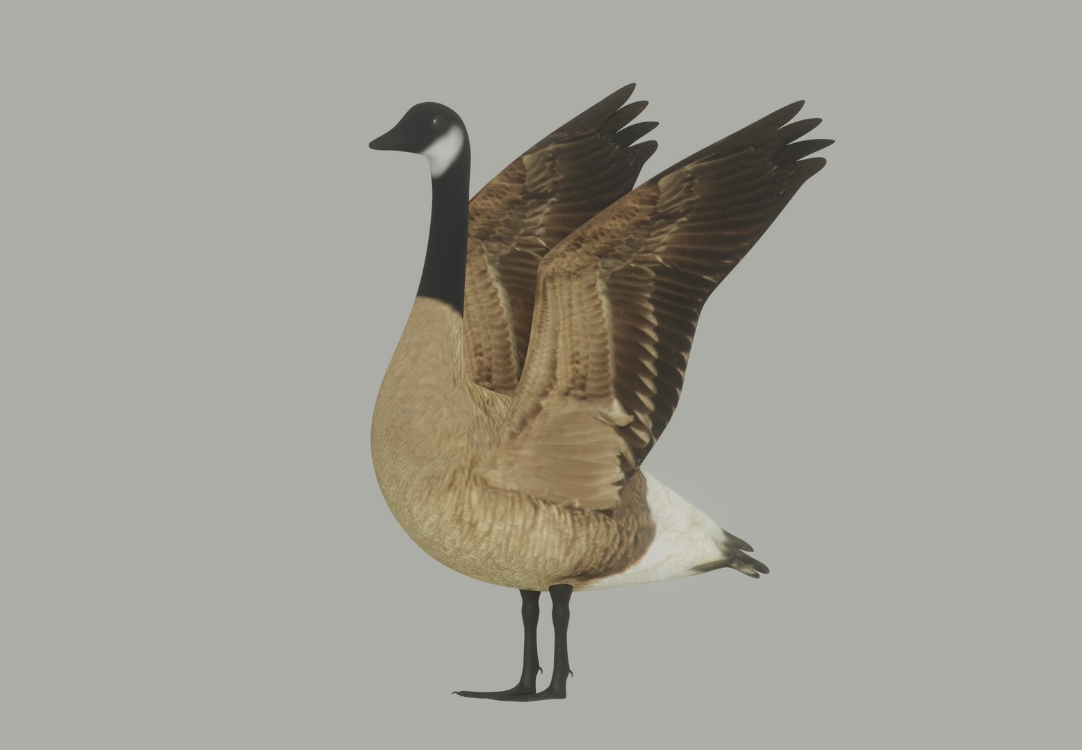 3D Goose Model - TurboSquid 2198837