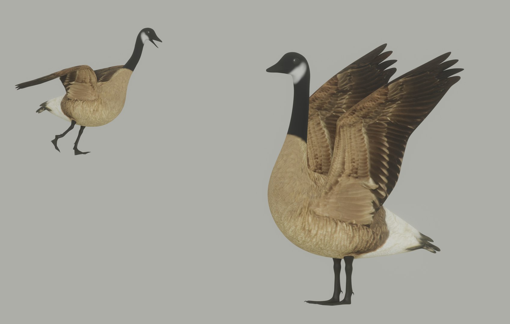 3D Goose Model - TurboSquid 2198837