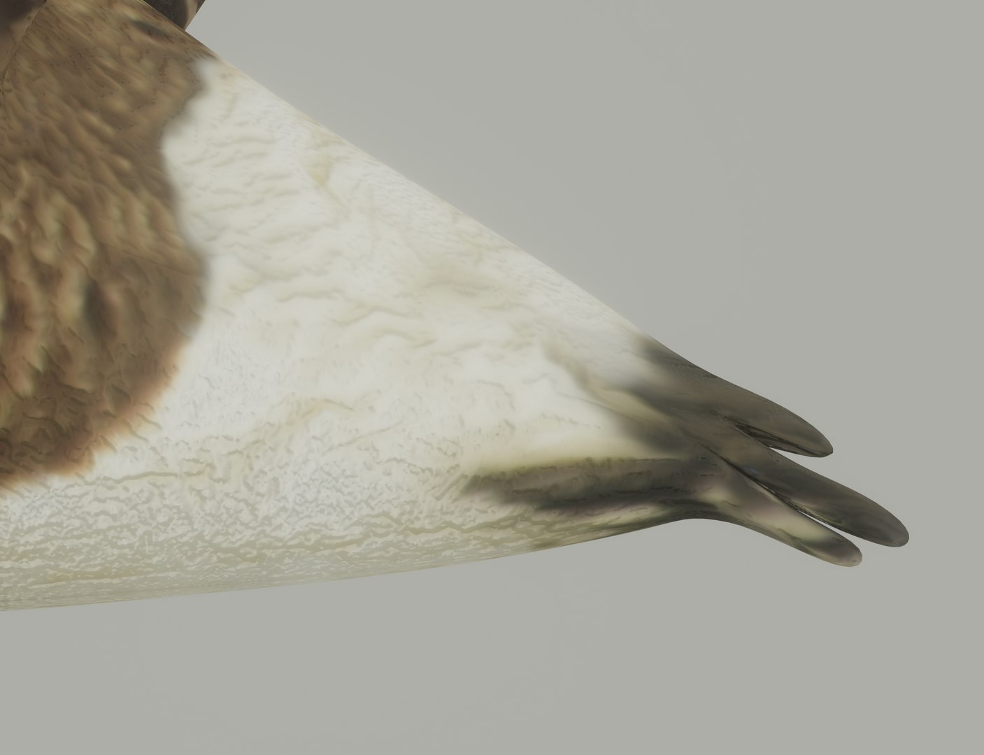 3D Goose Model - TurboSquid 2198837