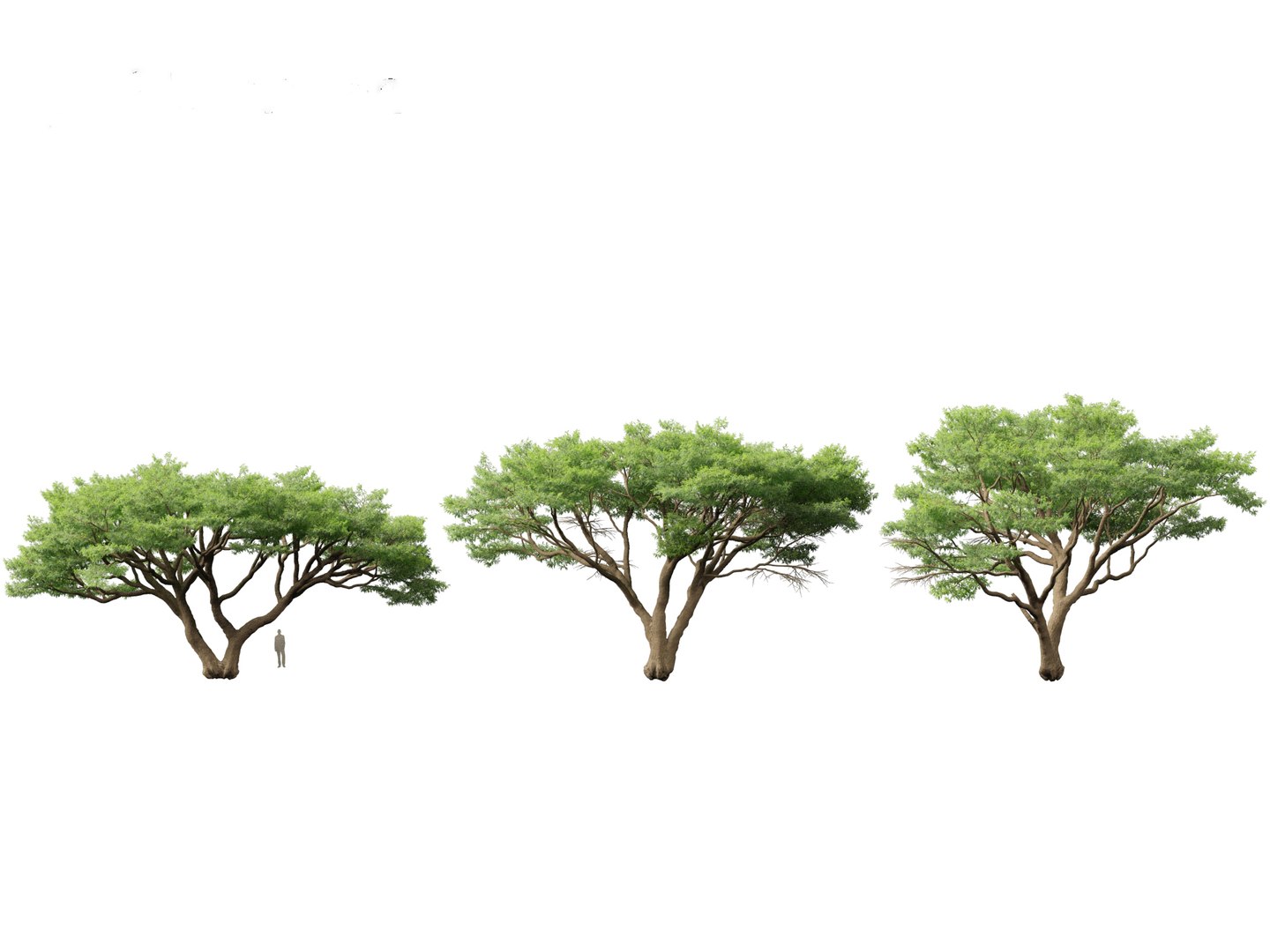 Vachellia Tortilis - Umbrella Thorn Acacia 3D Model - TurboSquid 2148626