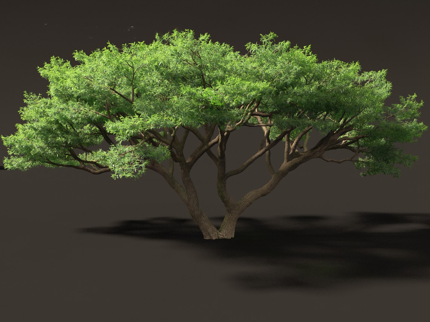 Vachellia Tortilis - Umbrella Thorn Acacia 3D Model - TurboSquid 2148626
