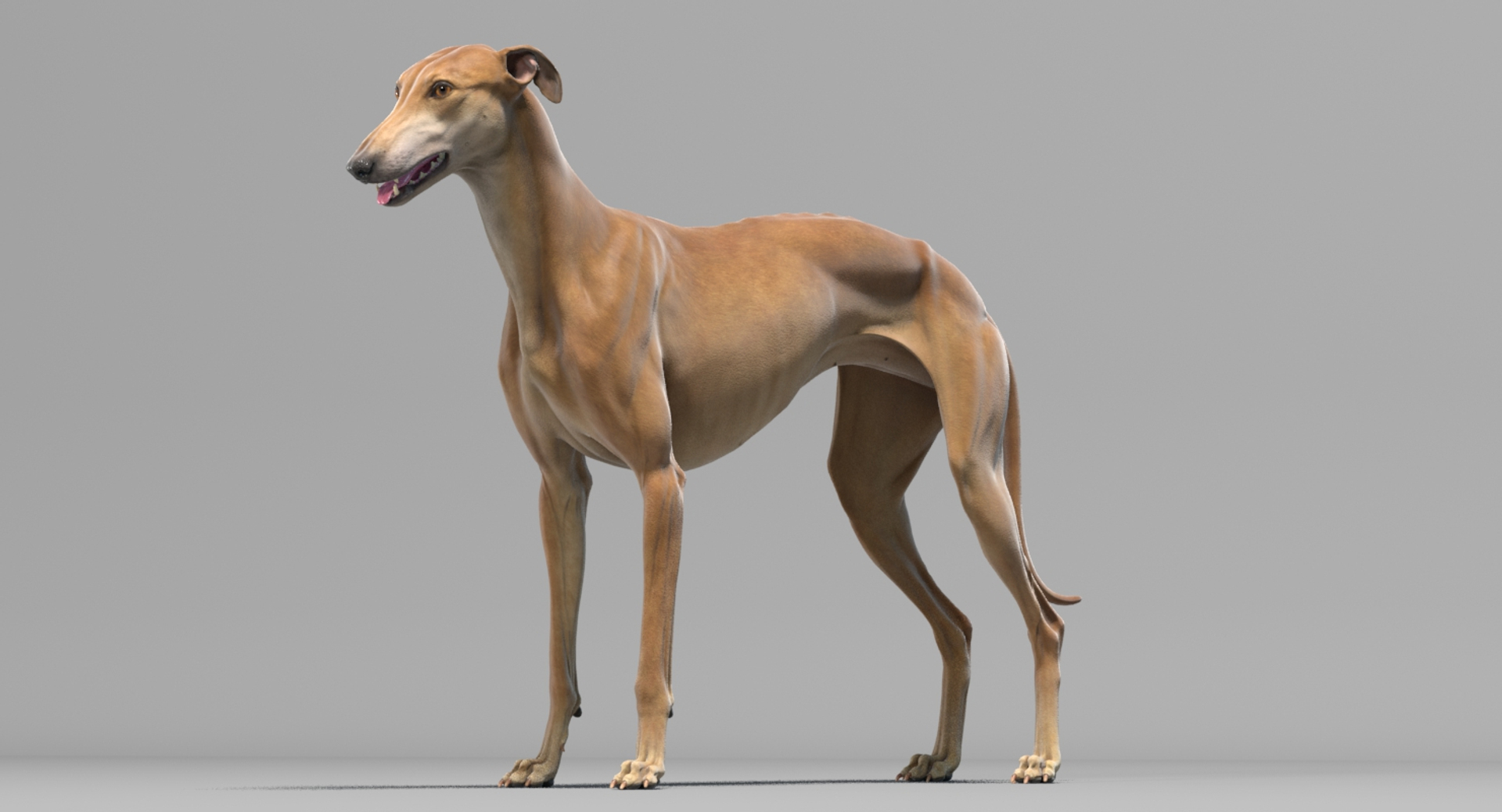 3D Realistic Greyhound Model - TurboSquid 1413263