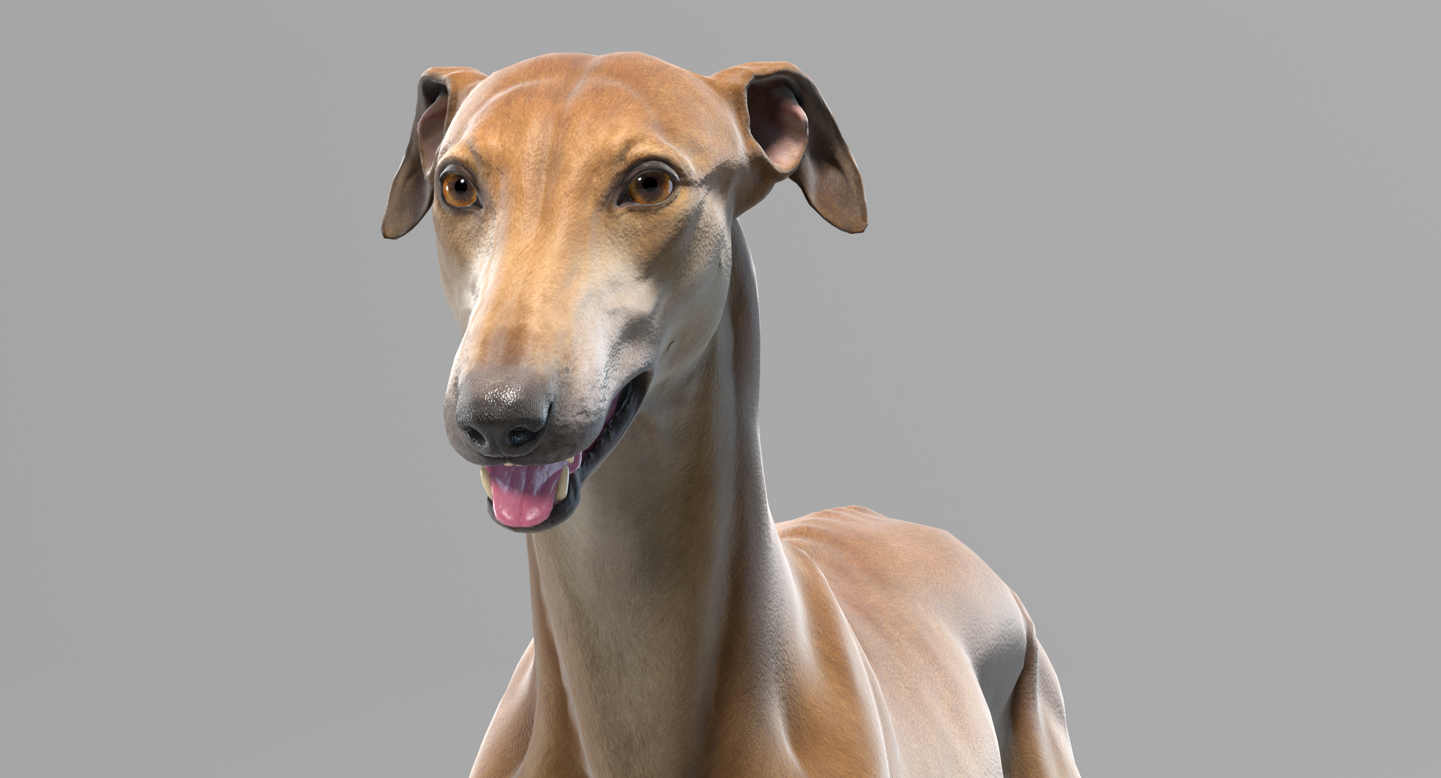 3D realistic greyhound model - TurboSquid 1413263