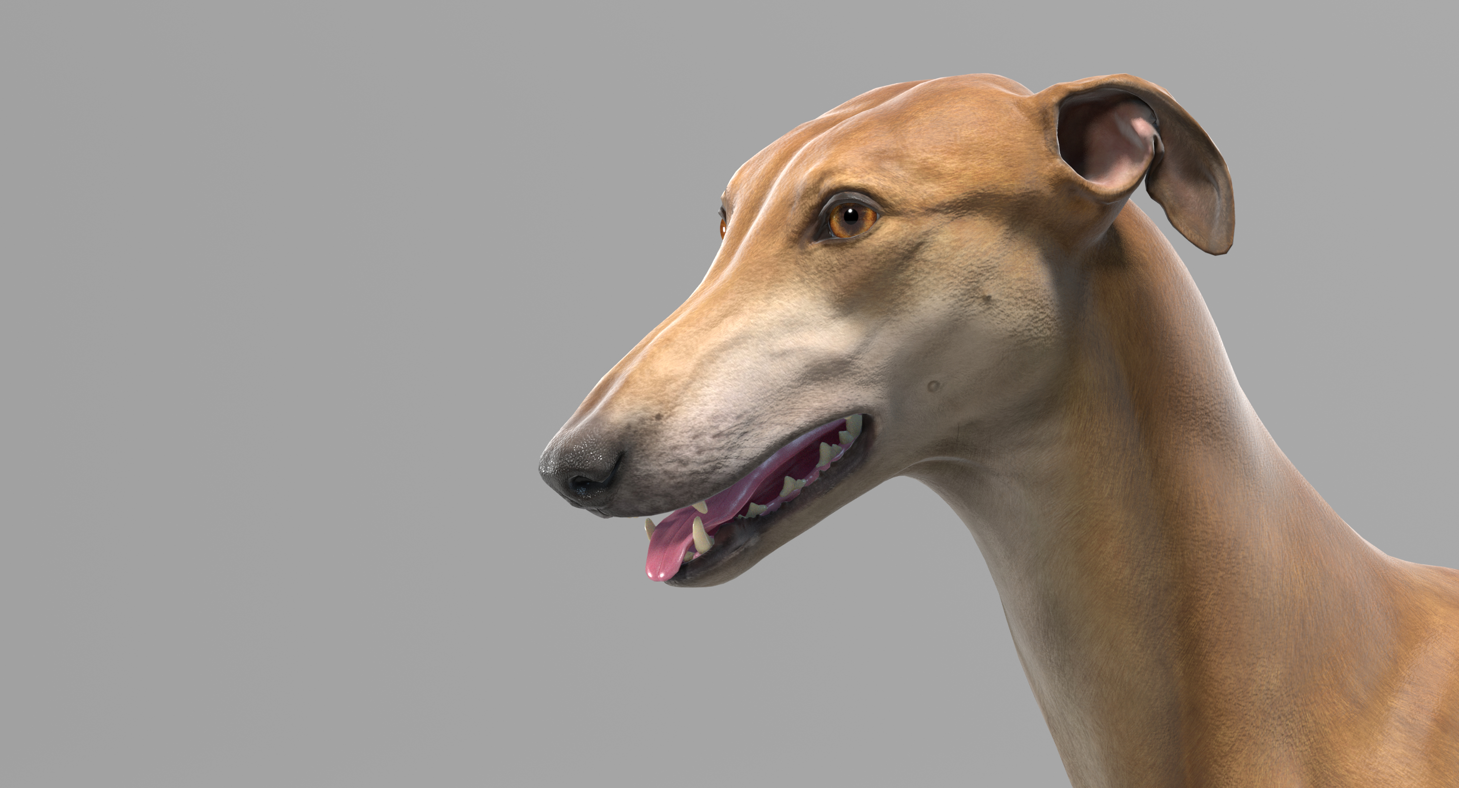 3D realistic greyhound model - TurboSquid 1413263