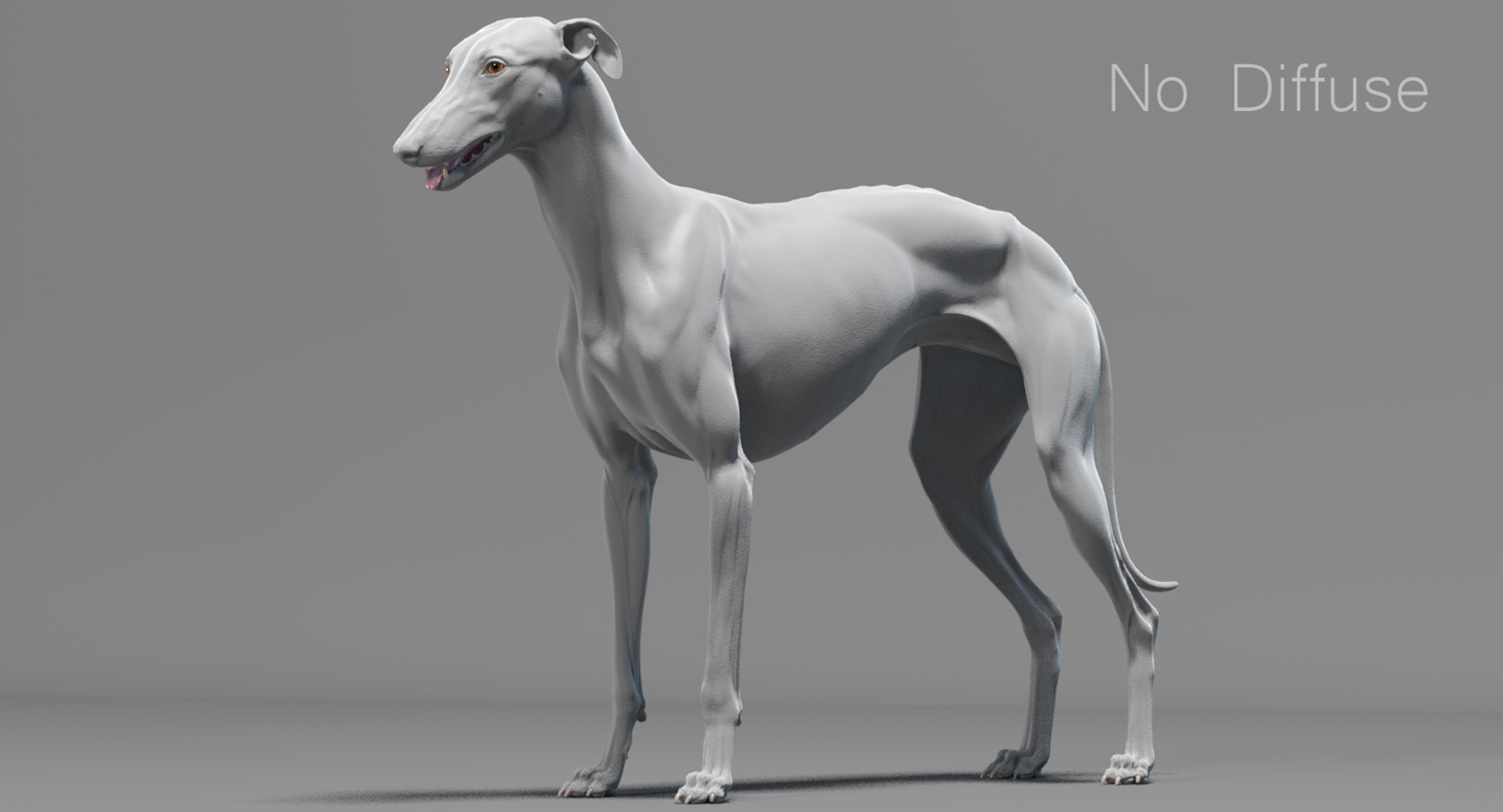3D Realistic Greyhound Model - TurboSquid 1413263