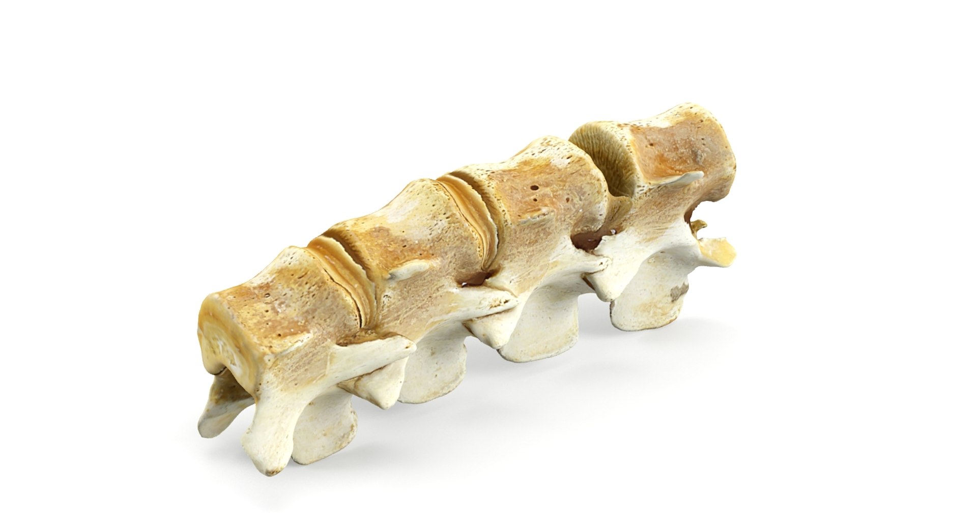3d Model Realistic Animal Spine