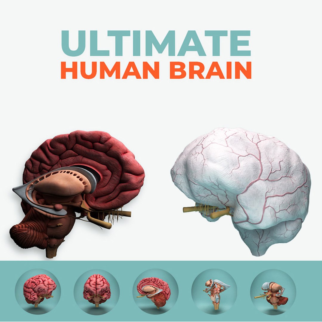 3D модель Human Realistic Brain ready for Anatomy medical purpose ...
