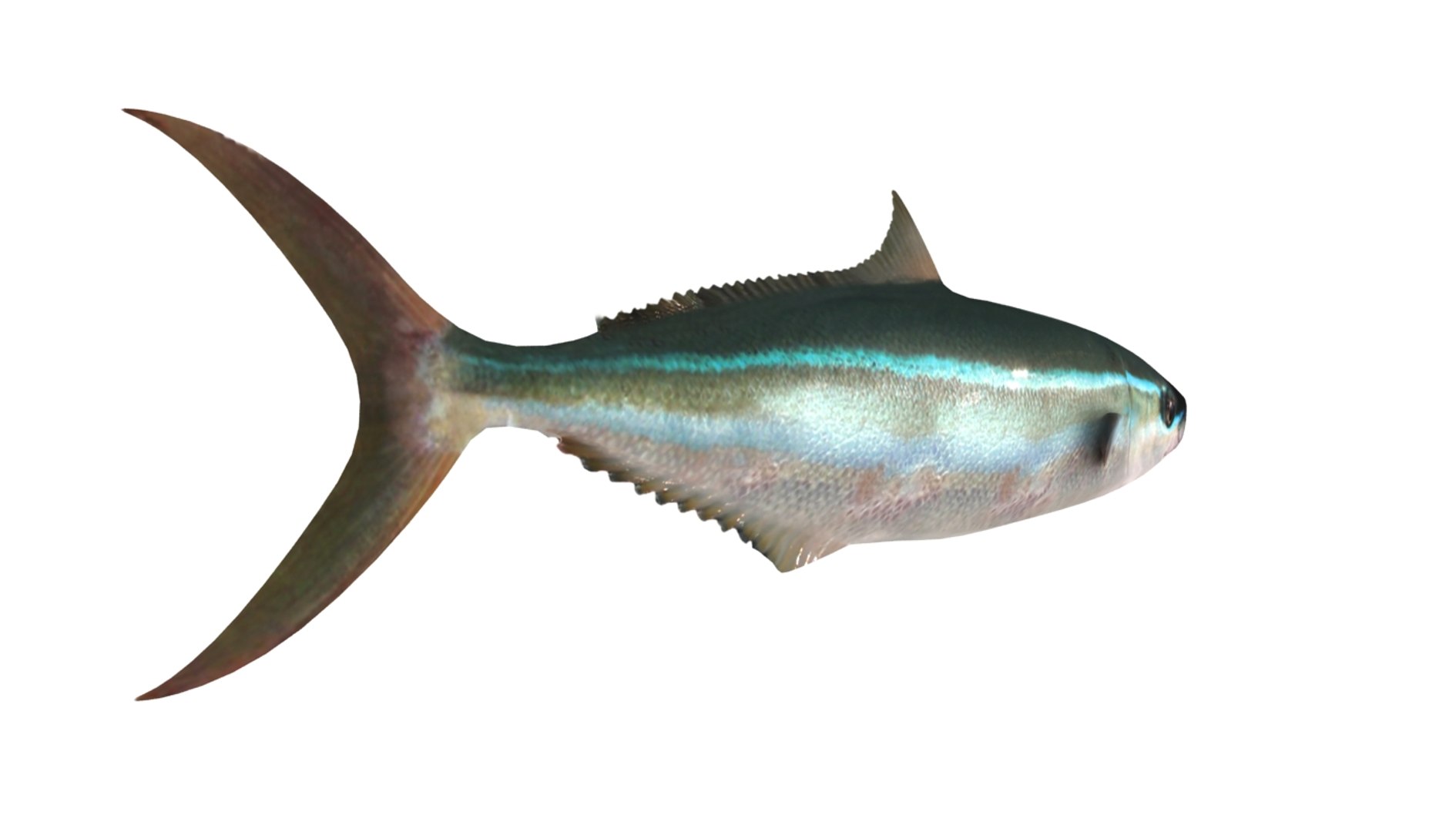 3d rainbow runner yellowtail salmon model
