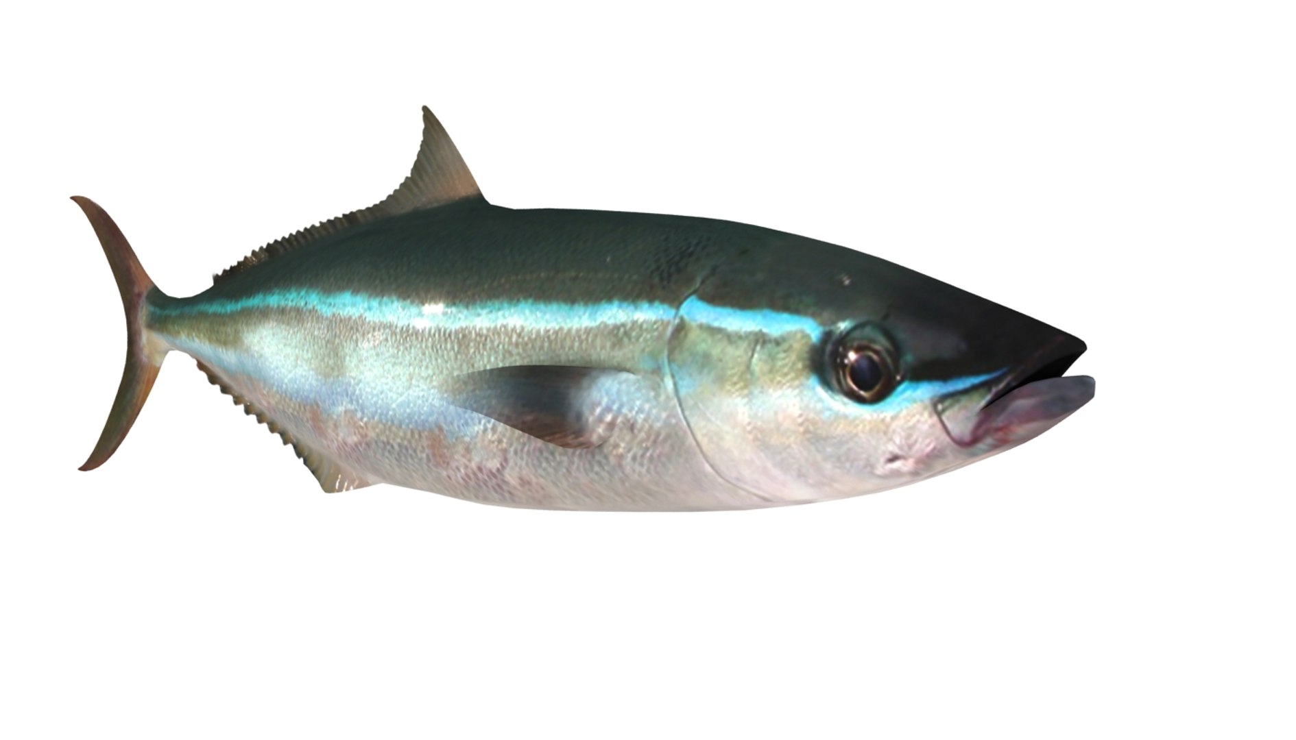 3d rainbow runner yellowtail salmon model