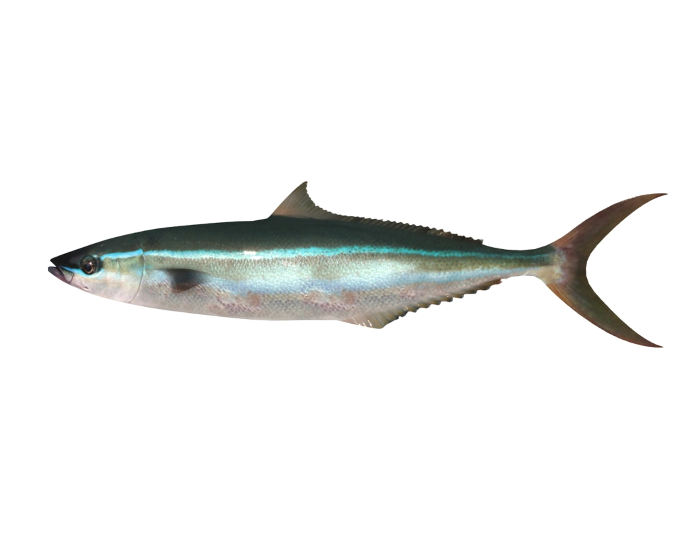 3d rainbow runner yellowtail salmon model