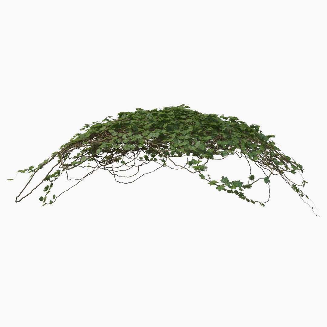 3d Realistic Ivy