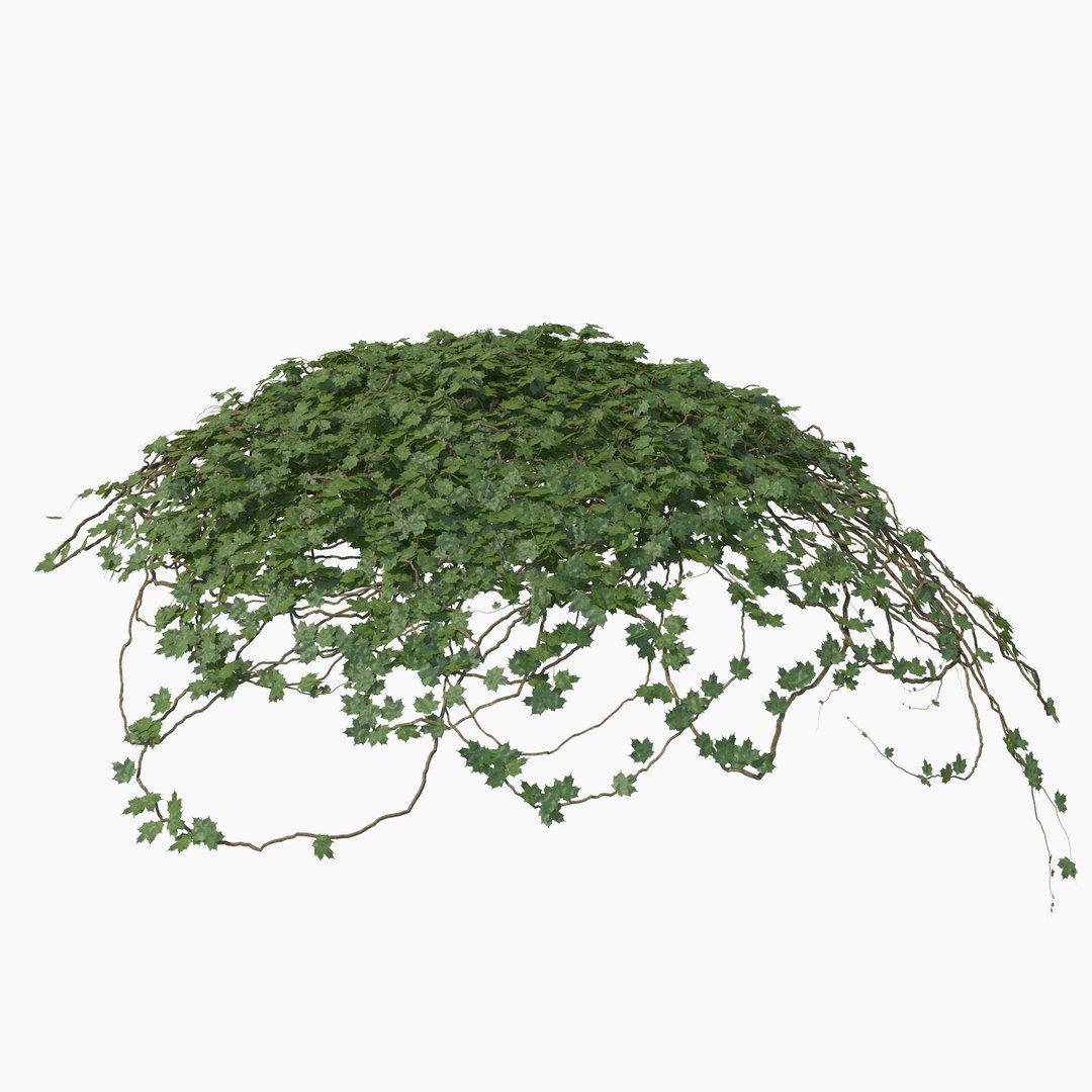 3d Realistic Ivy