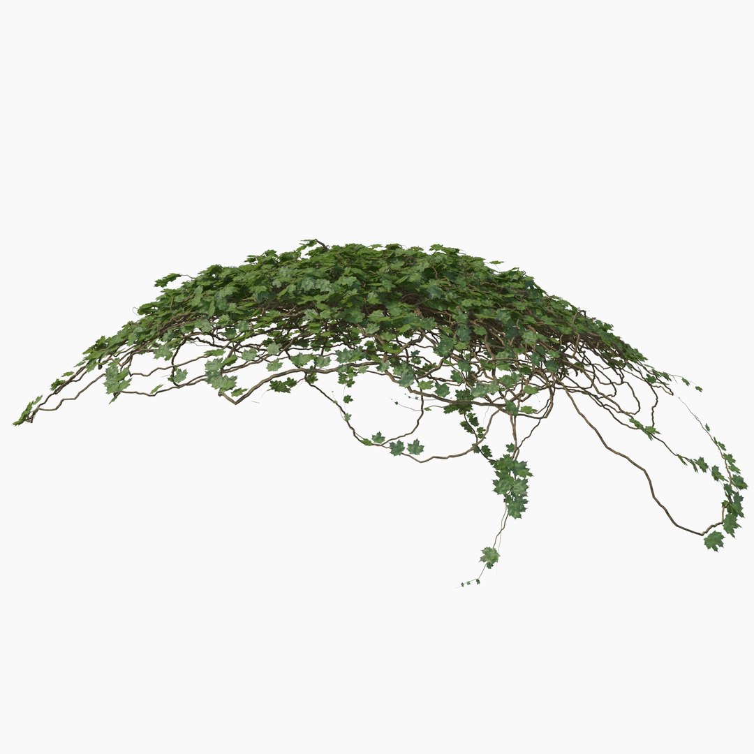3d Realistic Ivy