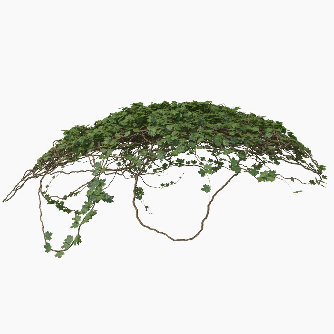 3d Realistic Ivy