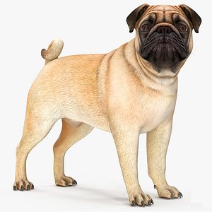 3D Pug Models - Browse & Download Formats - TurboSquid