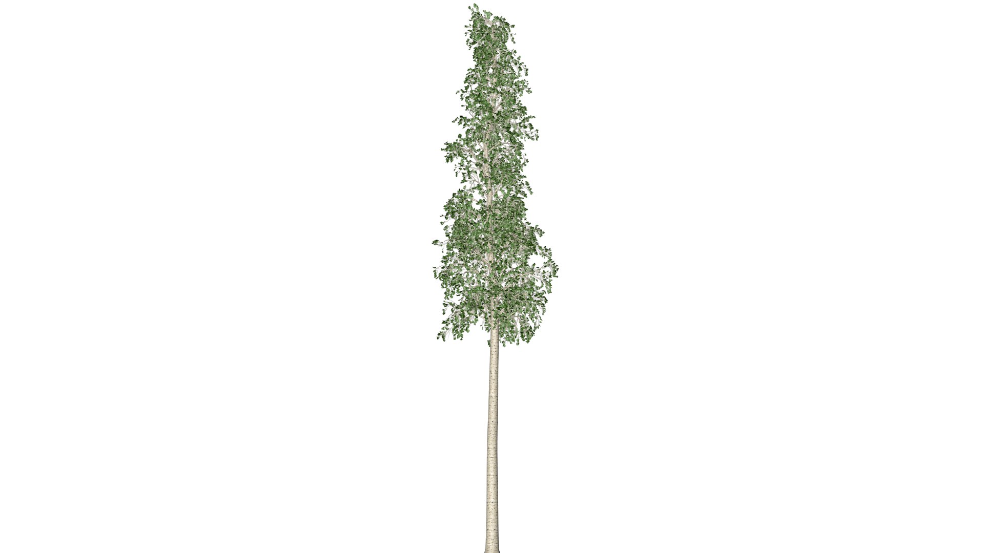 3D European Aspen Tree - 09 - - TurboSquid 2375816
