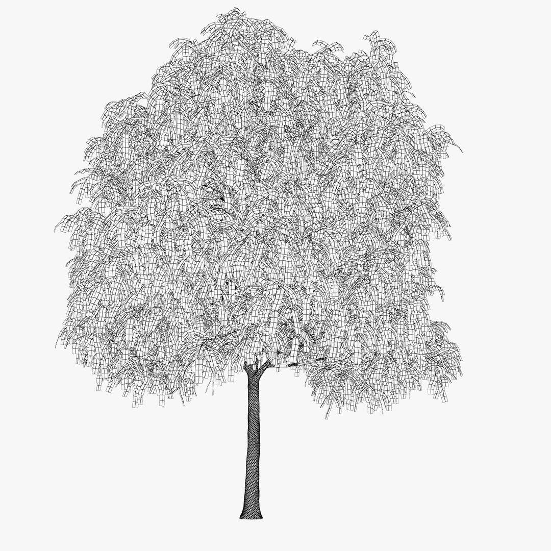 thornless honey locust tree 3d model