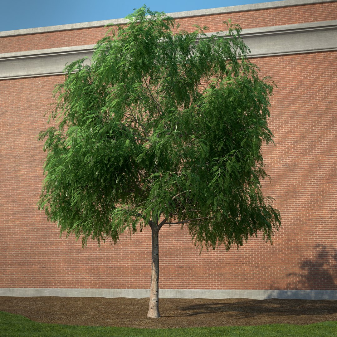 thornless honey locust tree 3d model