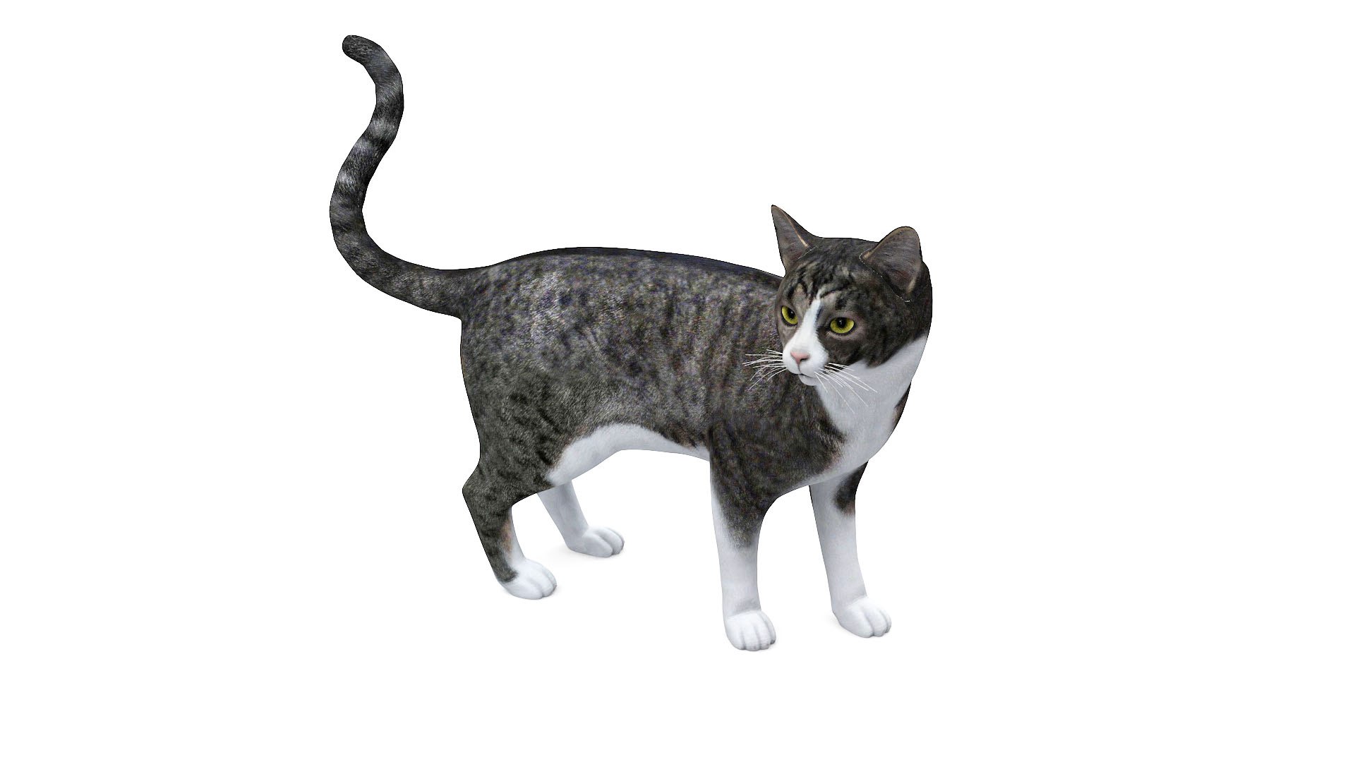 Cat 3D Model - TurboSquid 2030323