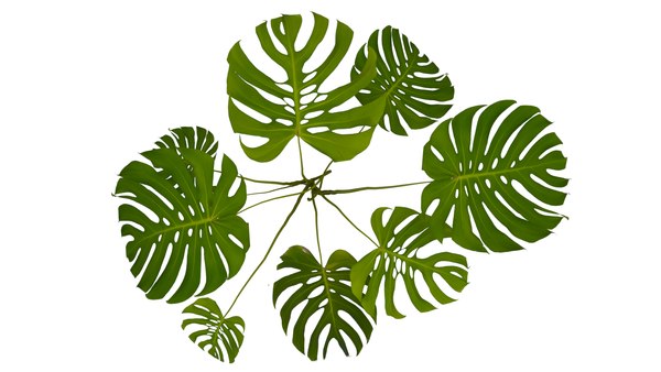 Free Plants 3ds Max Models for Download | TurboSquid