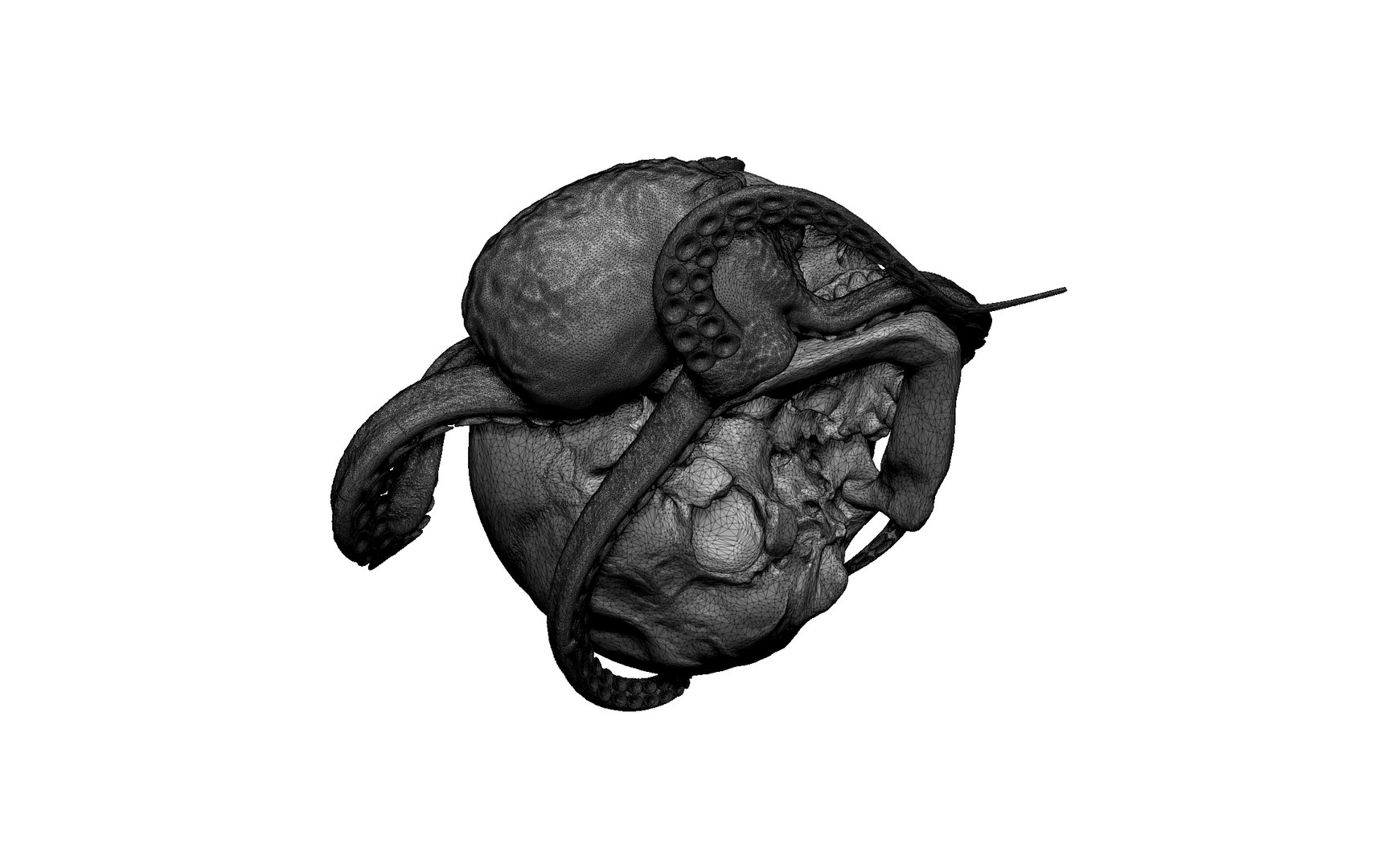 Octopus Skull Model - TurboSquid 2092887
