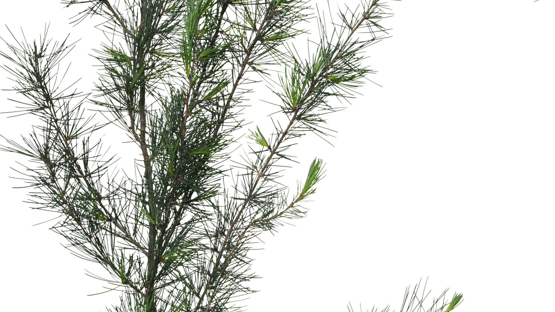 Anydrafts Cedrus Deodara Textures Pack 3D - TurboSquid 2323537