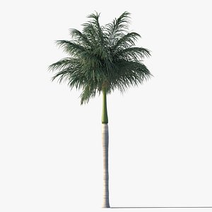 royal palm tree fbx