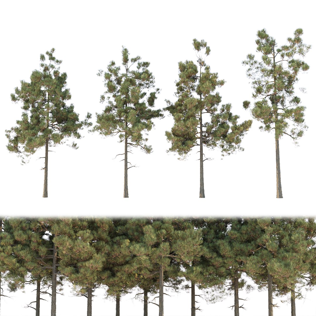 Pine Trees Collection Vol 39 Model - TurboSquid 1951491