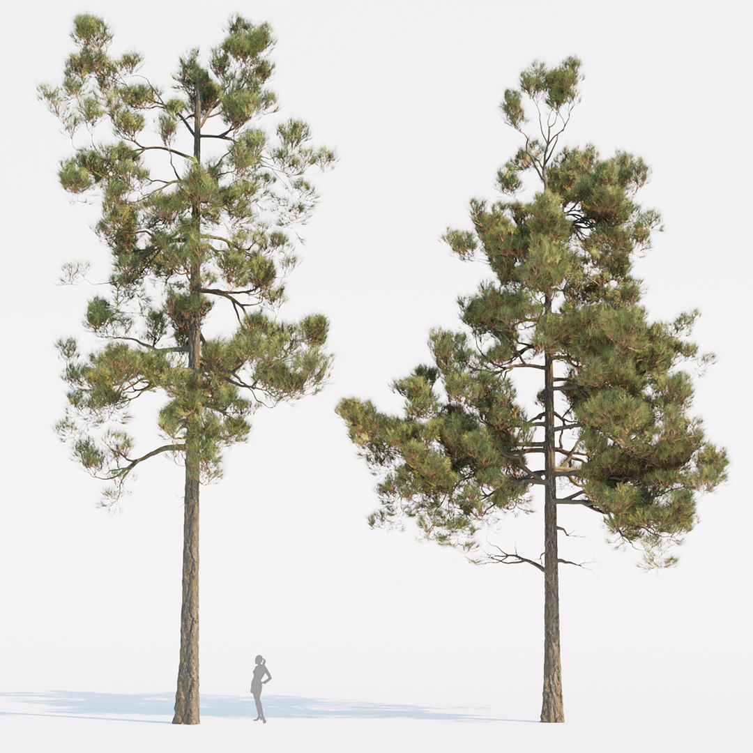 Pine Trees Collection Vol 39 Model - TurboSquid 1951491