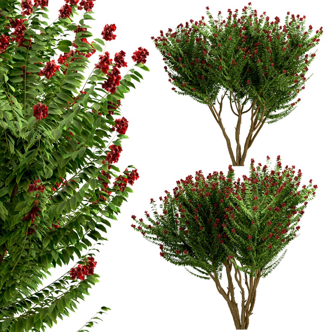 3D Model Set Of Dynamite Crepe Myrtle Or Lagerstroemia Tree - 3 Trees ...