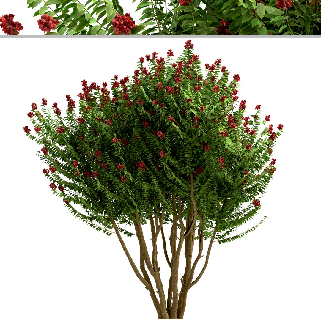 3D Model Set Of Dynamite Crepe Myrtle Or Lagerstroemia Tree - 3 Trees ...