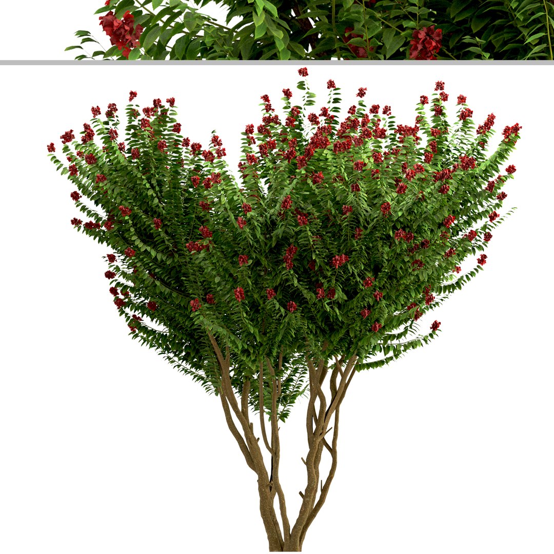 3D Model Set Of Dynamite Crepe Myrtle Or Lagerstroemia Tree - 3 Trees ...