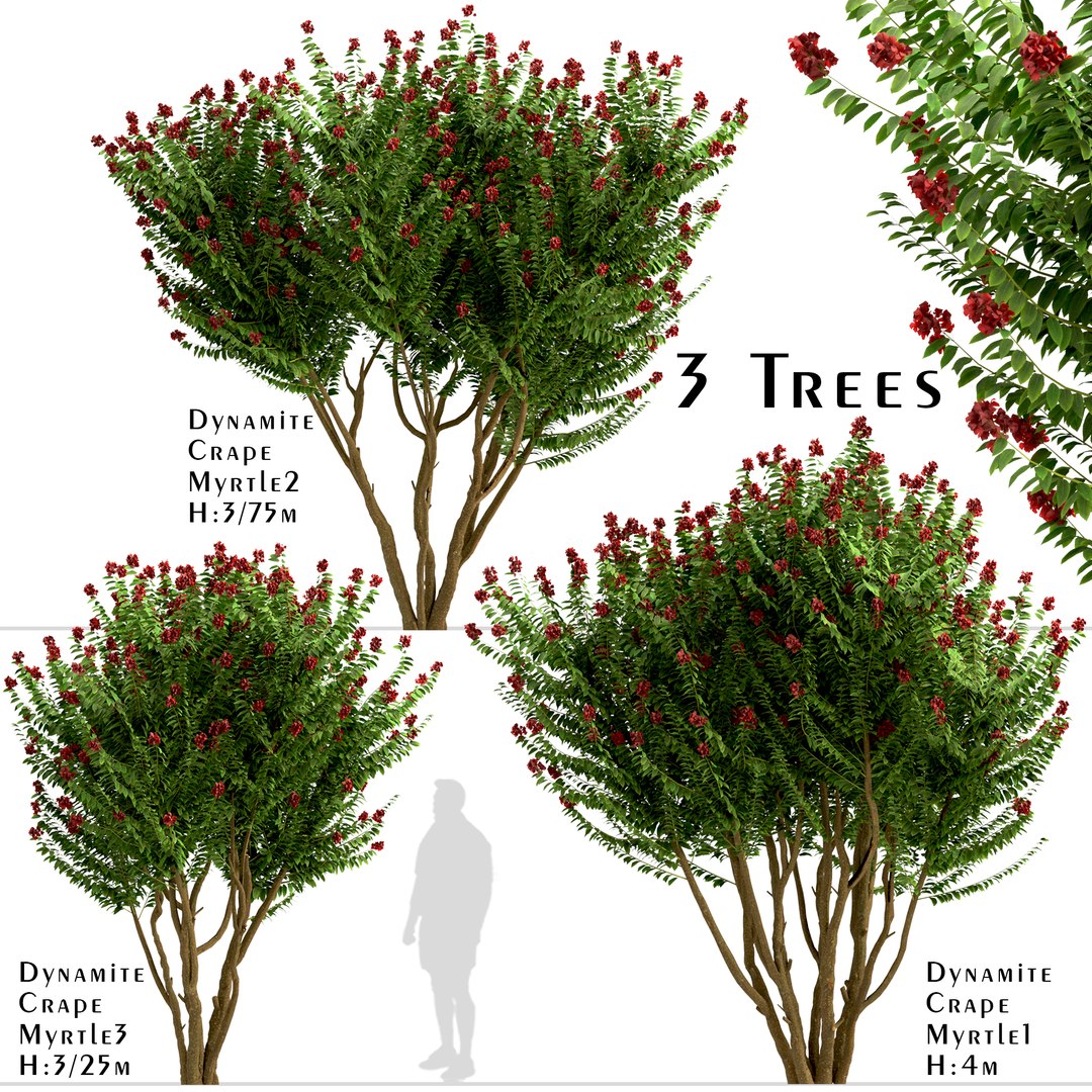 3D Model Set Of Dynamite Crepe Myrtle Or Lagerstroemia Tree - 3 Trees ...