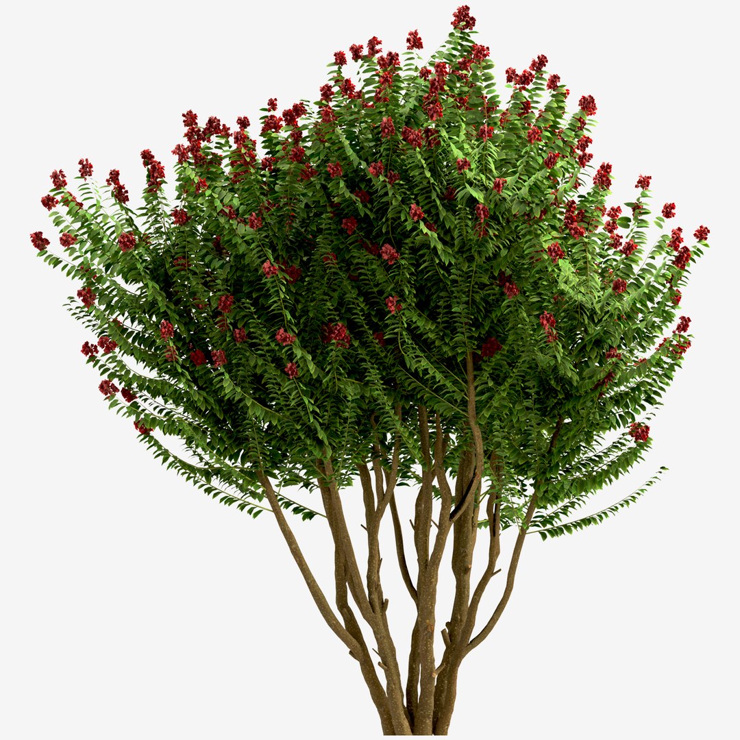 3D Model Set Of Dynamite Crepe Myrtle Or Lagerstroemia Tree - 3 Trees ...