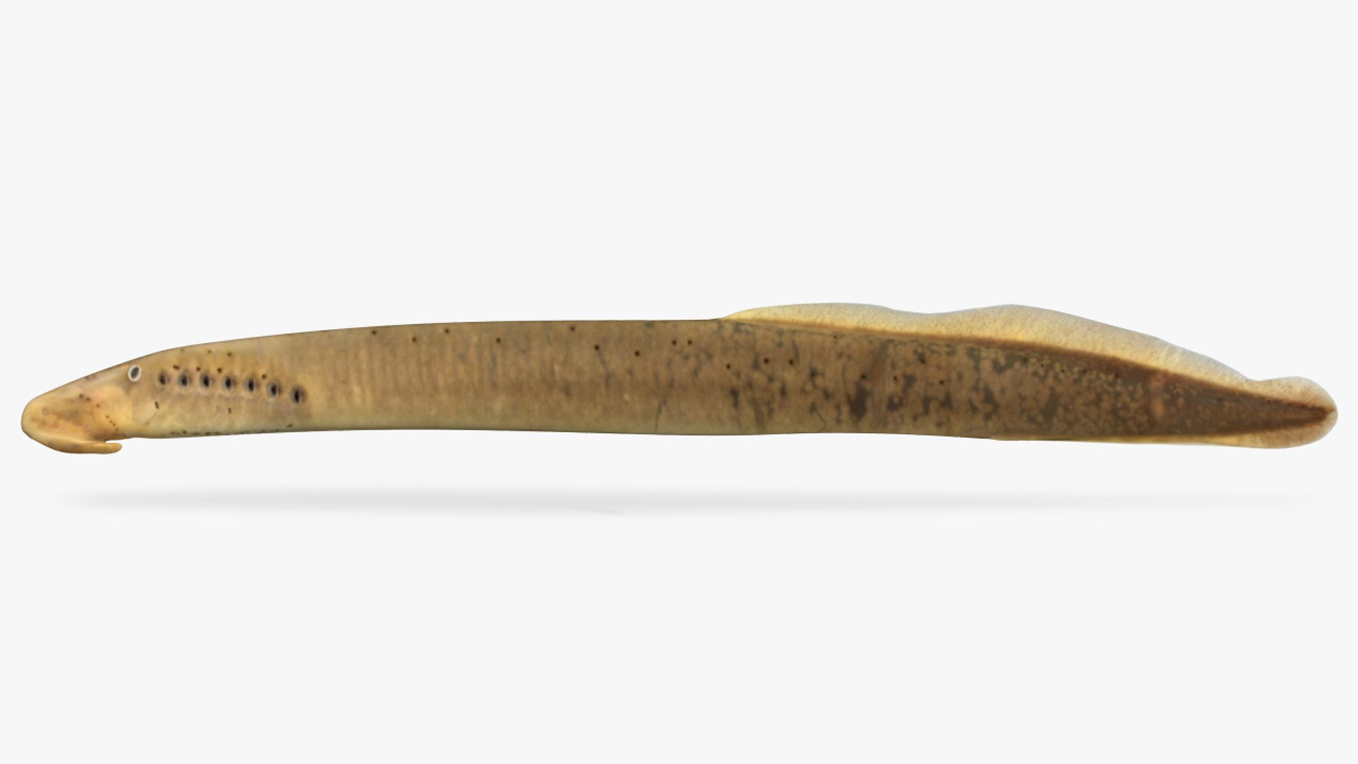 3D Ichthyomyzon Castaneus Chestnut Lamprey - TurboSquid 1359234