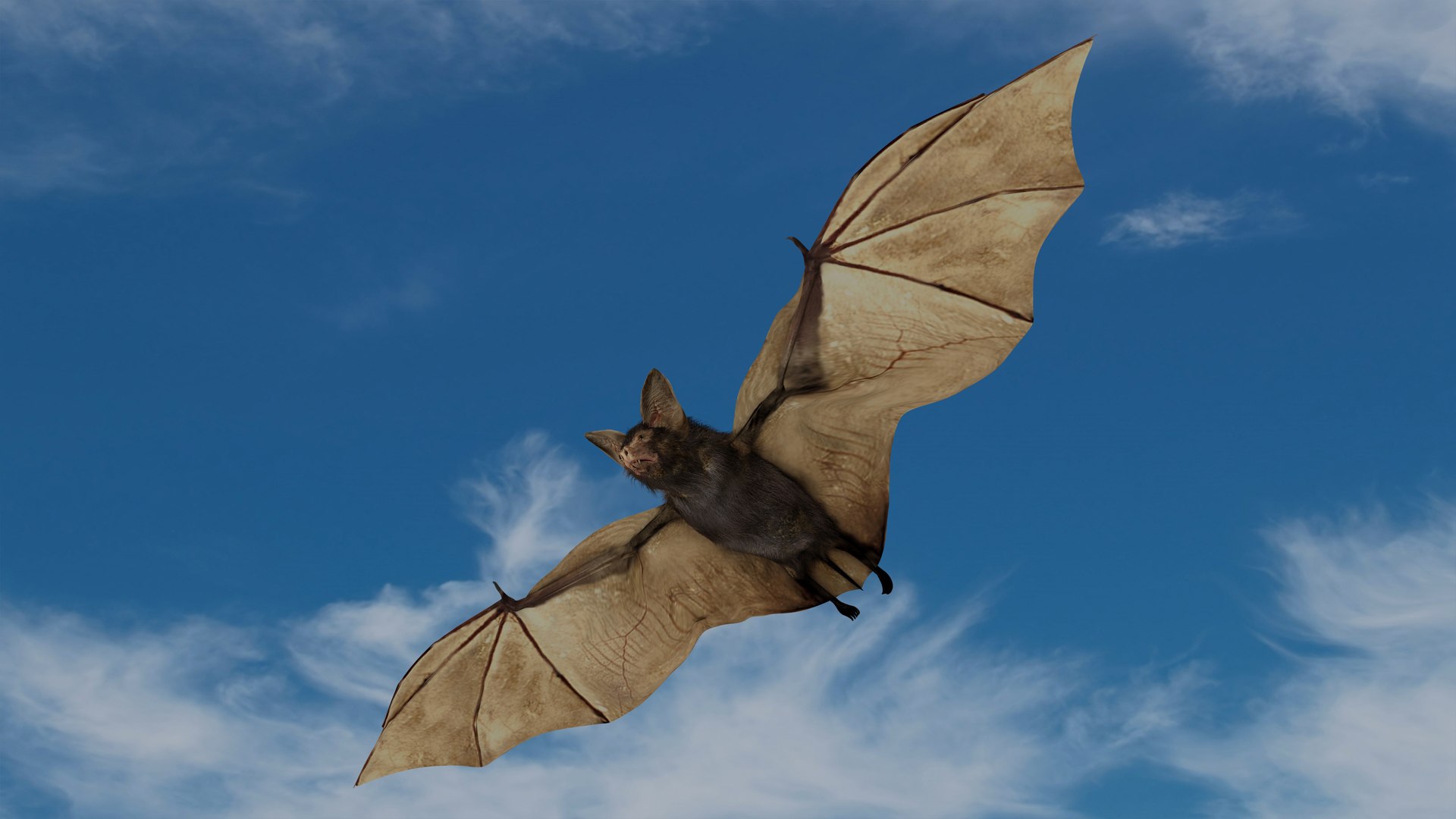 Little Brown Bat 8K 3D Model - TurboSquid 2270037