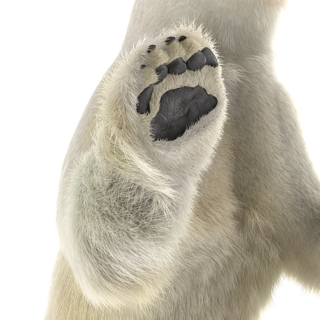 polar bear fur pose 3d ma