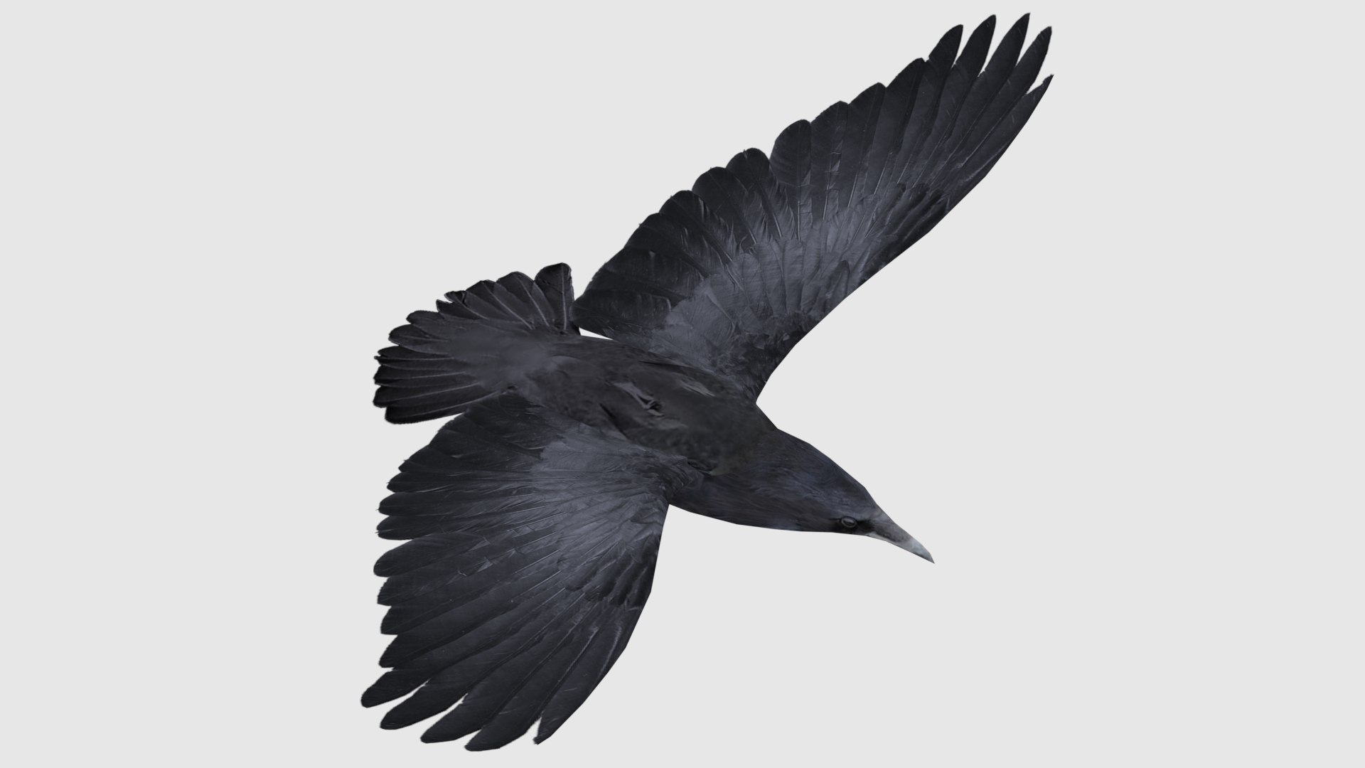 Low Poly Animated Crow Model - TurboSquid 2481227