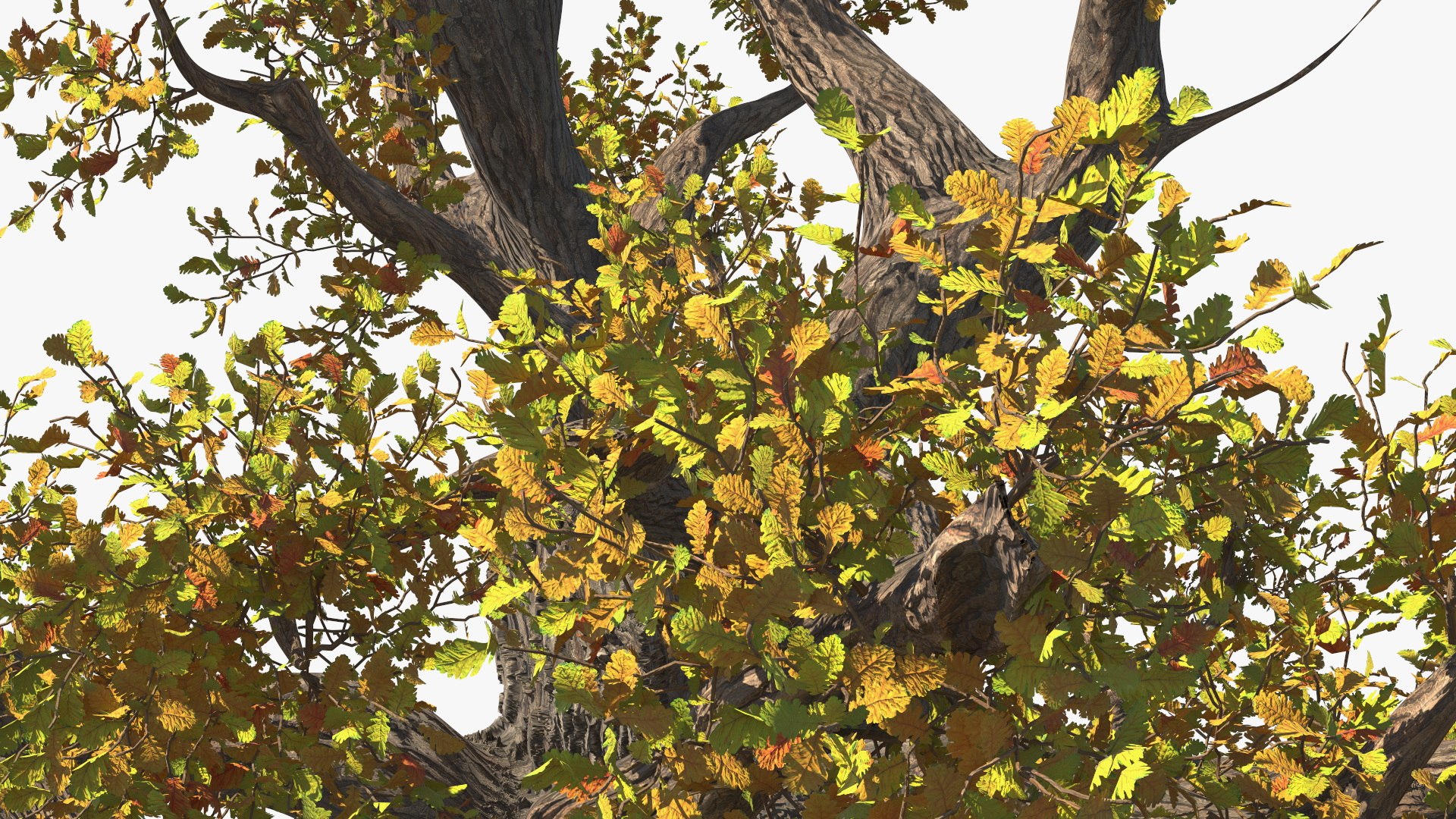 Twisted Oak Tree Massive Trunk Yellow Model - TurboSquid 2516106