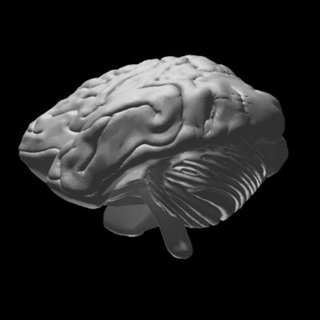 Human brain 3D model - TurboSquid 550118