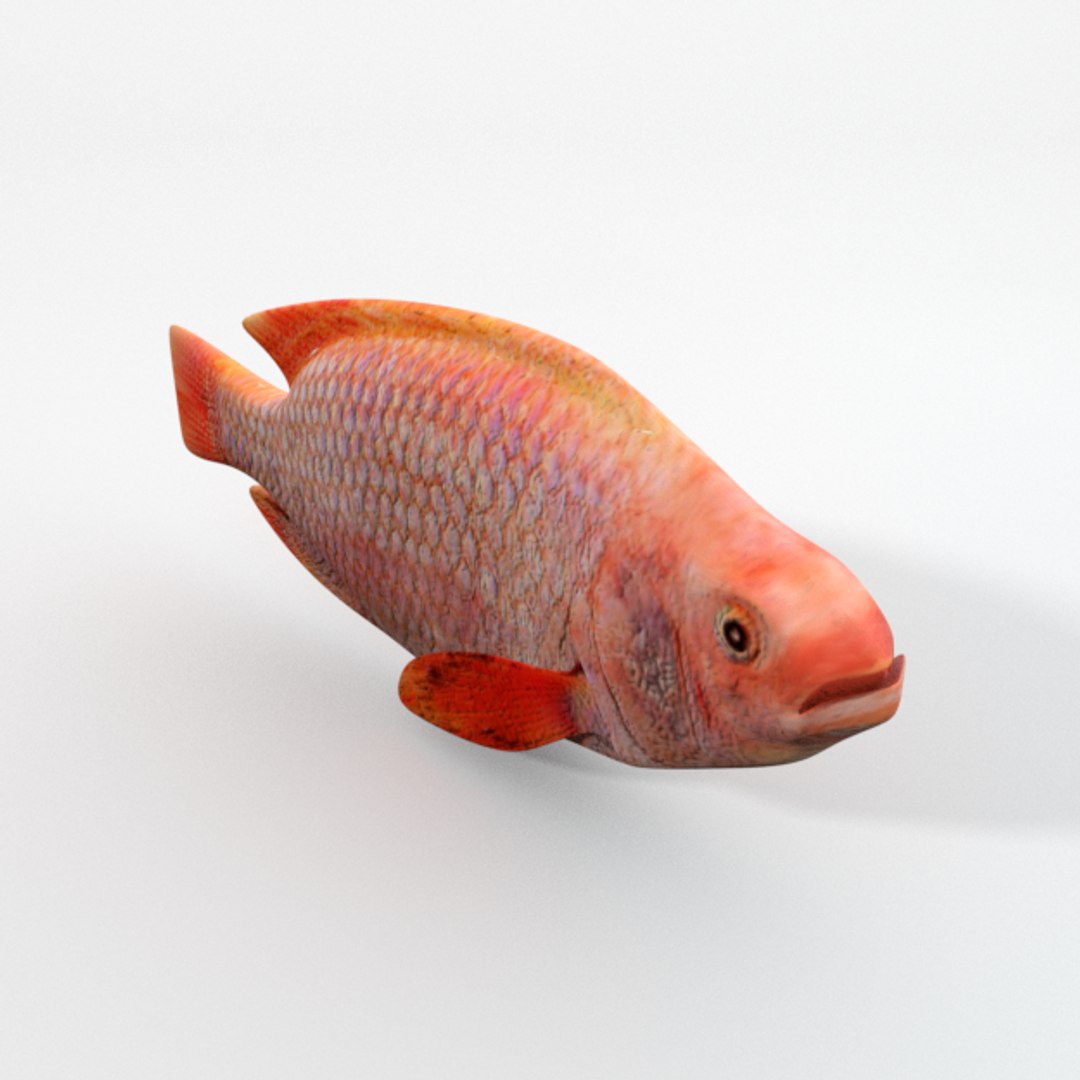 modelo 3d Mojarra - TurboSquid 1316795