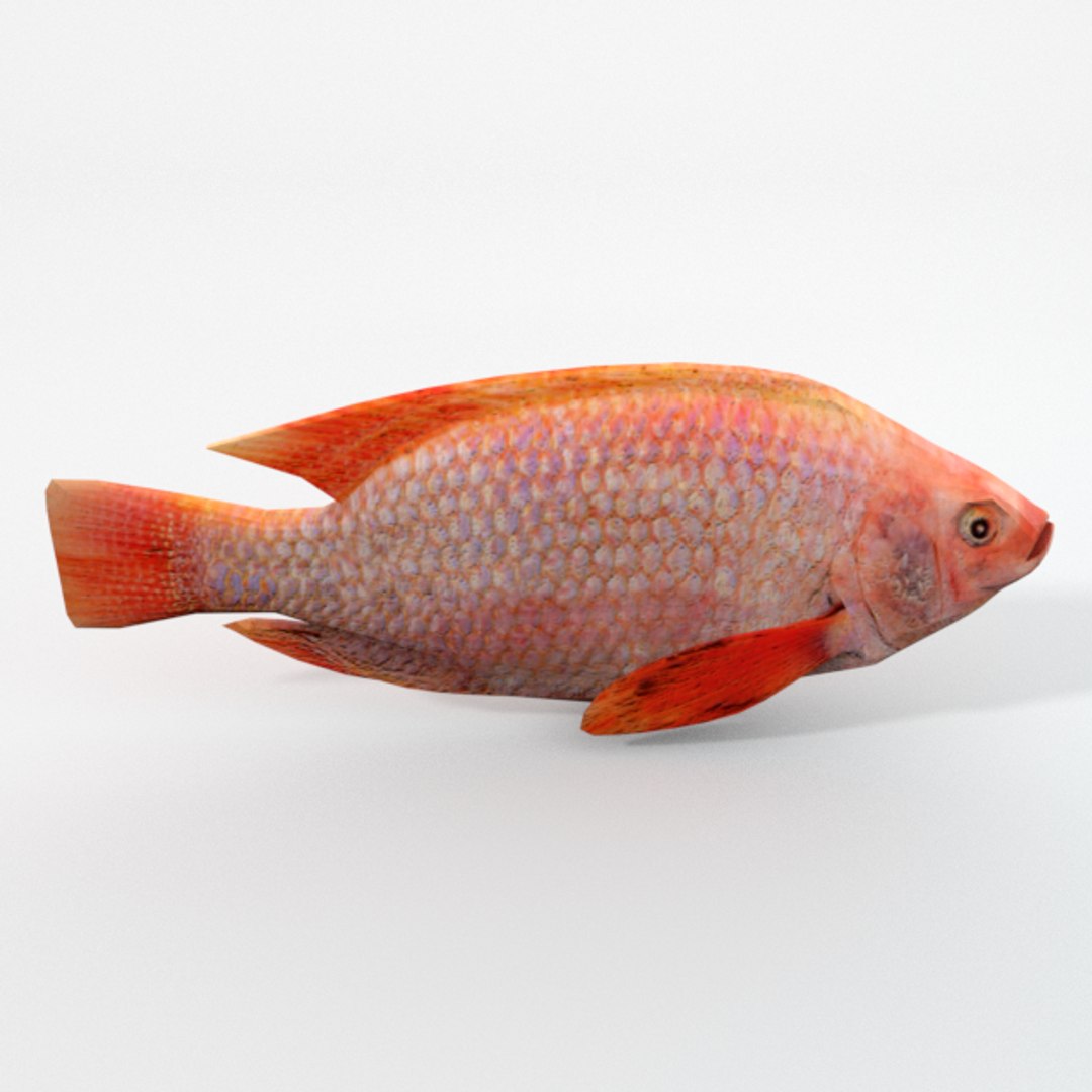 3D Model Mojarra - TurboSquid 1316795