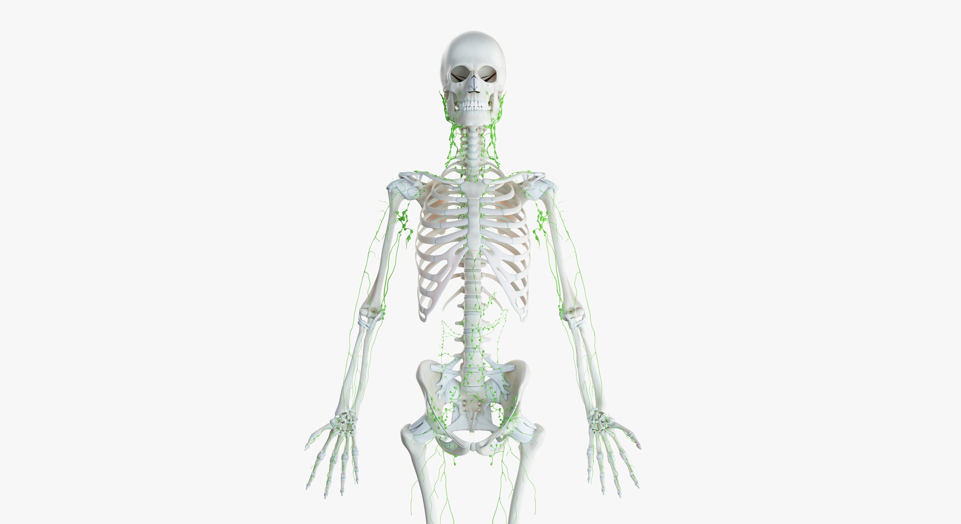3D model skin asian female skeleton - TurboSquid 1513188