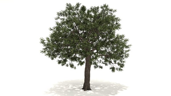 Willow tree 3D model - TurboSquid 1401225