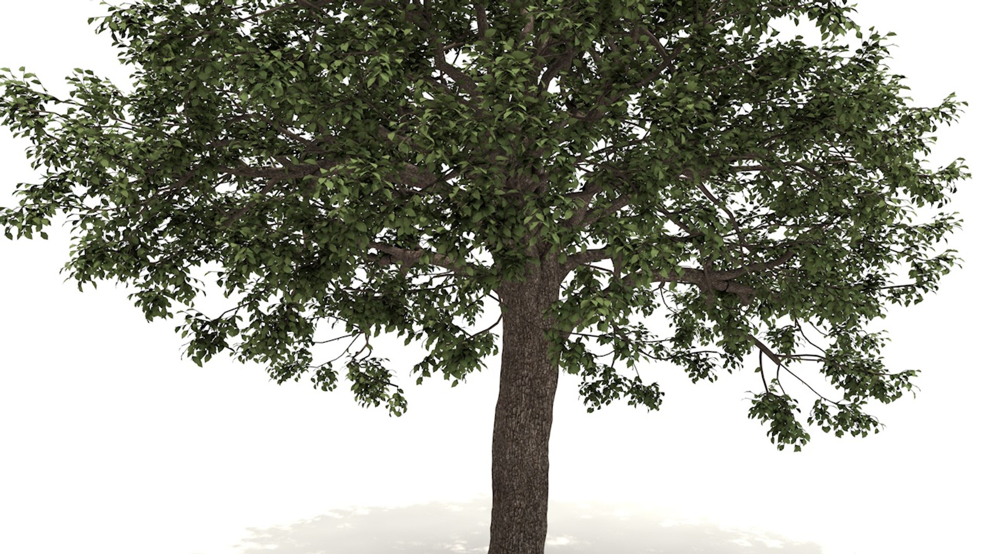 Live Oak Tree 3D Model - TurboSquid 1397211